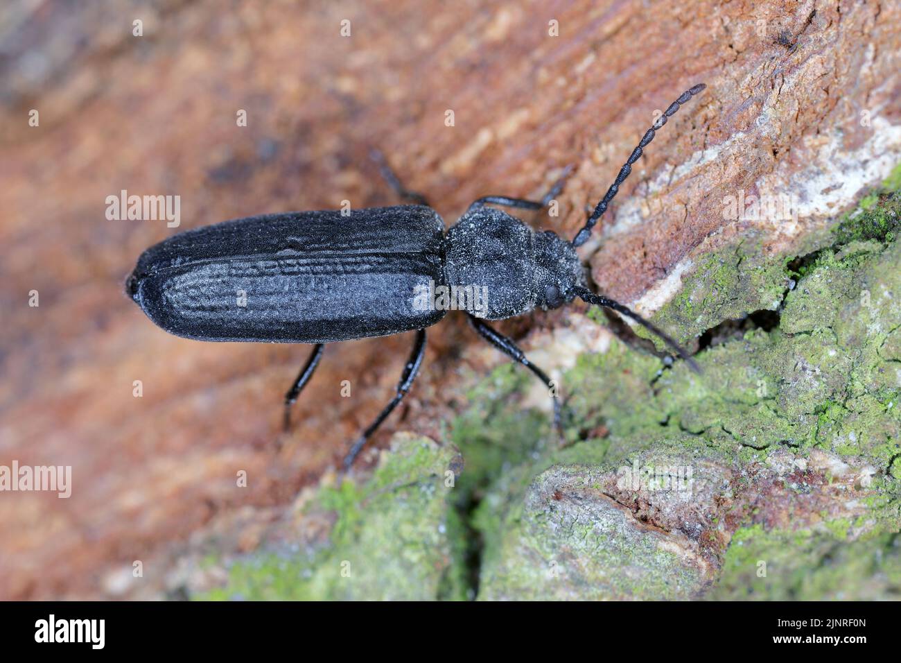 Striatum hi-res stock photography and images - Alamy