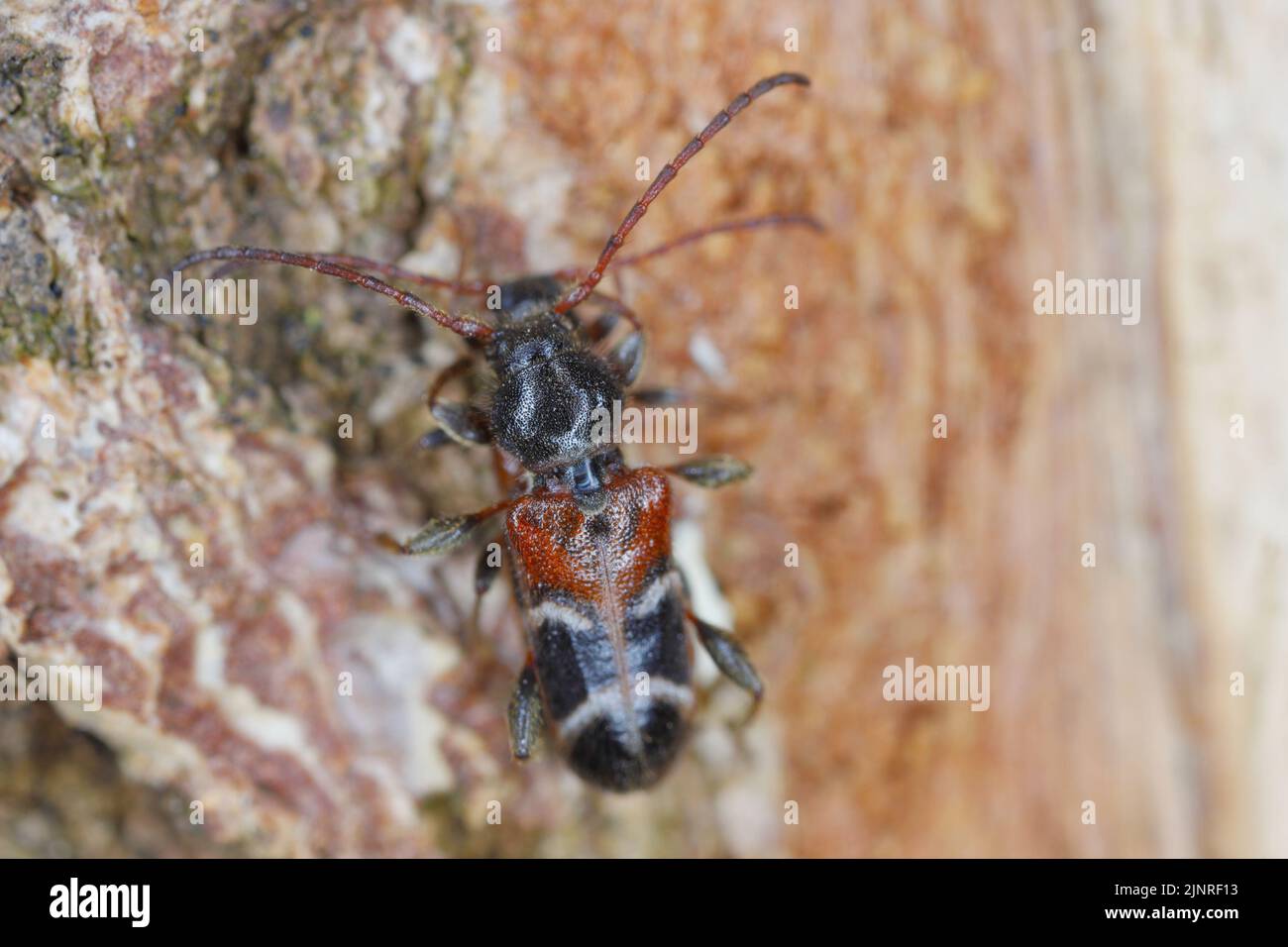 Longhorn beetle (Phymatodes alni), on deadwood Stock Photo - Alamy