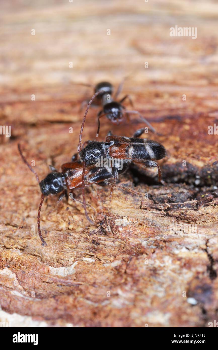 Longhorn beetle (Phymatodes alni), on deadwood Stock Photo - Alamy
