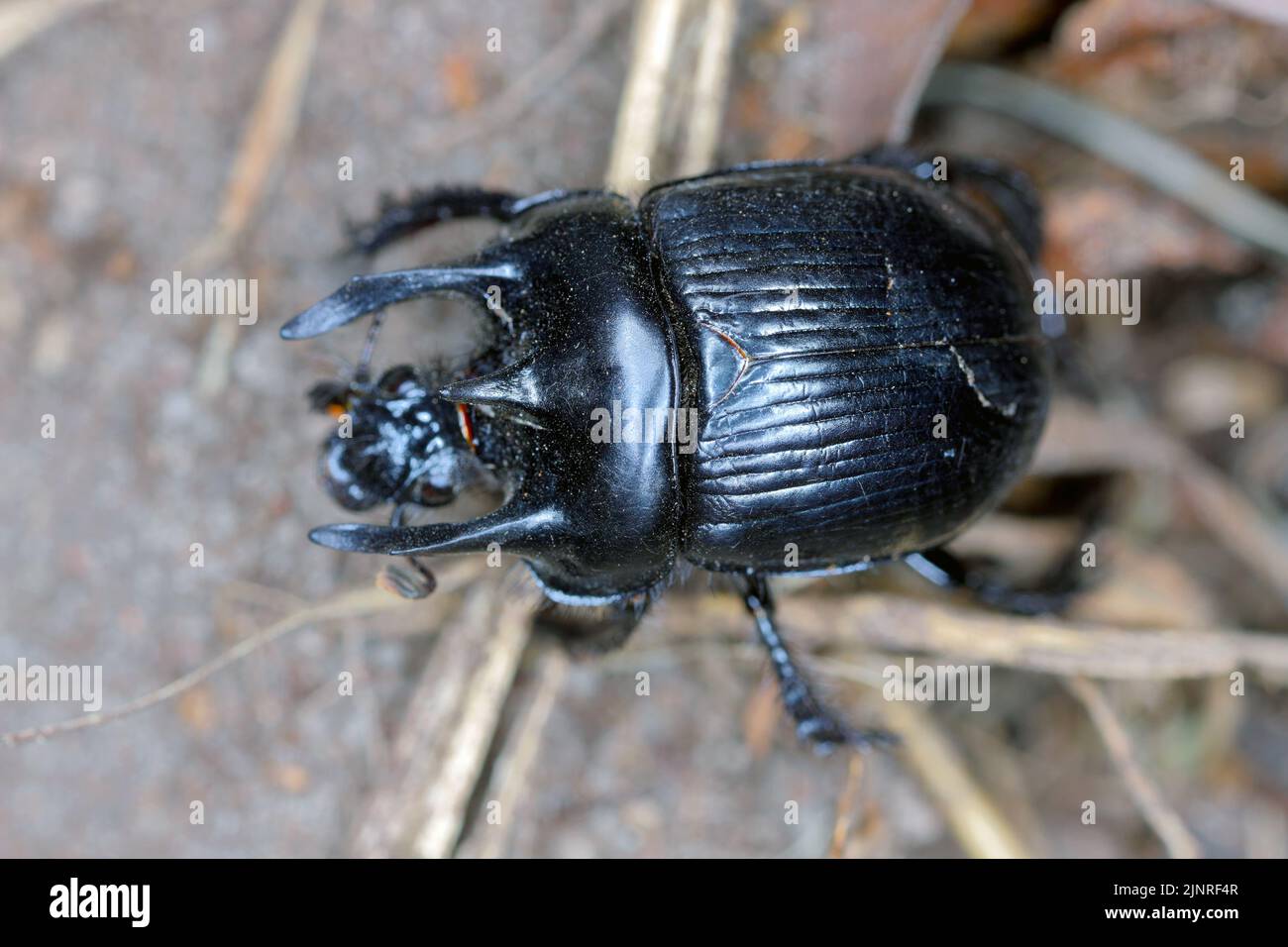 Minotaur beetle (Typhaeus typhoeus), a dung beetle Stock Photo - Alamy