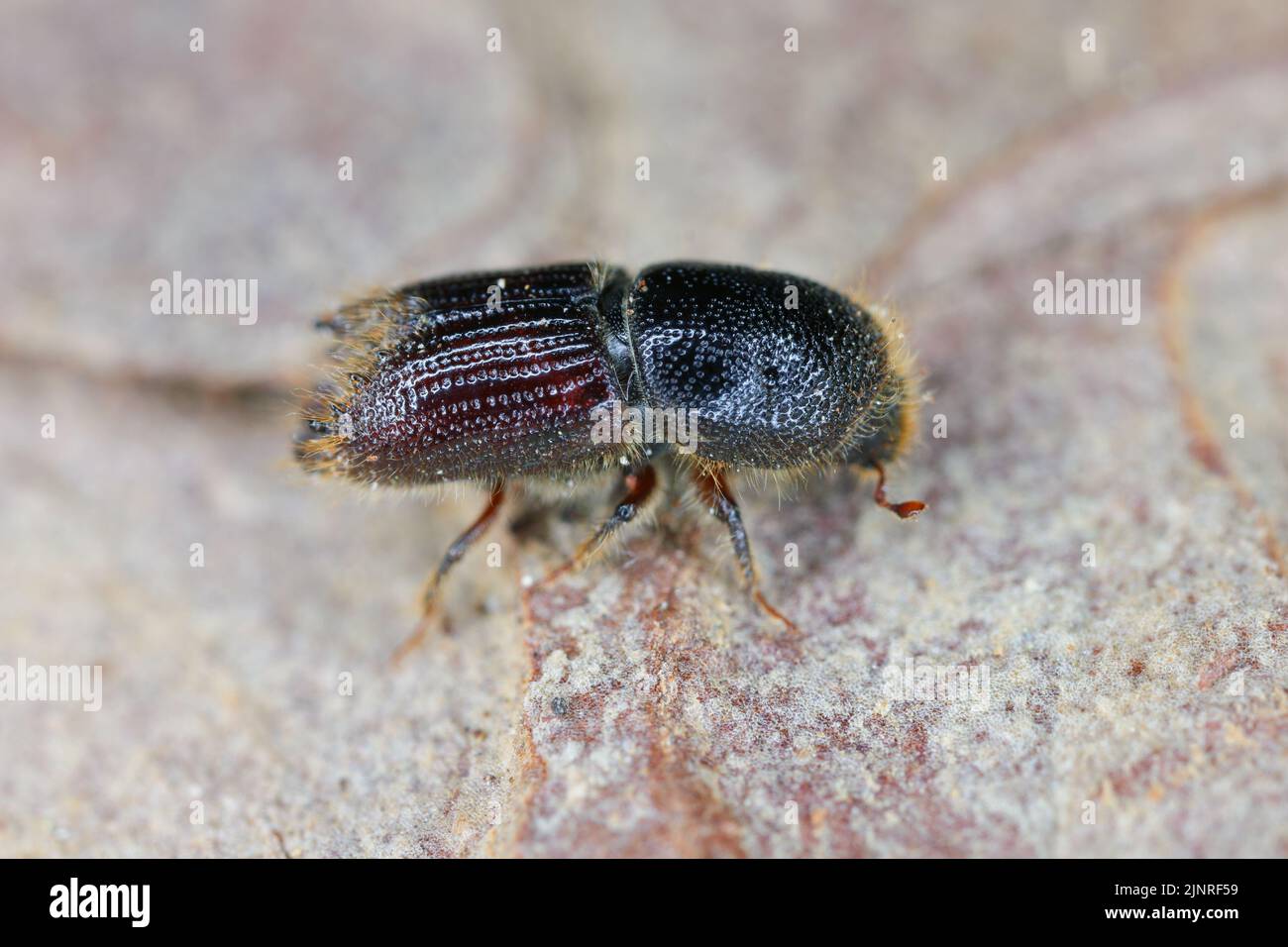 Bark beetle gallery hi-res stock photography and images - Alamy