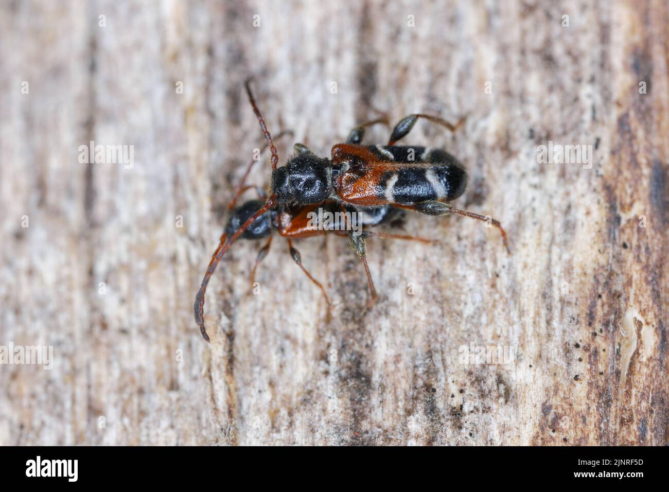 Longhorn beetle (Phymatodes alni), on deadwood Stock Photo - Alamy