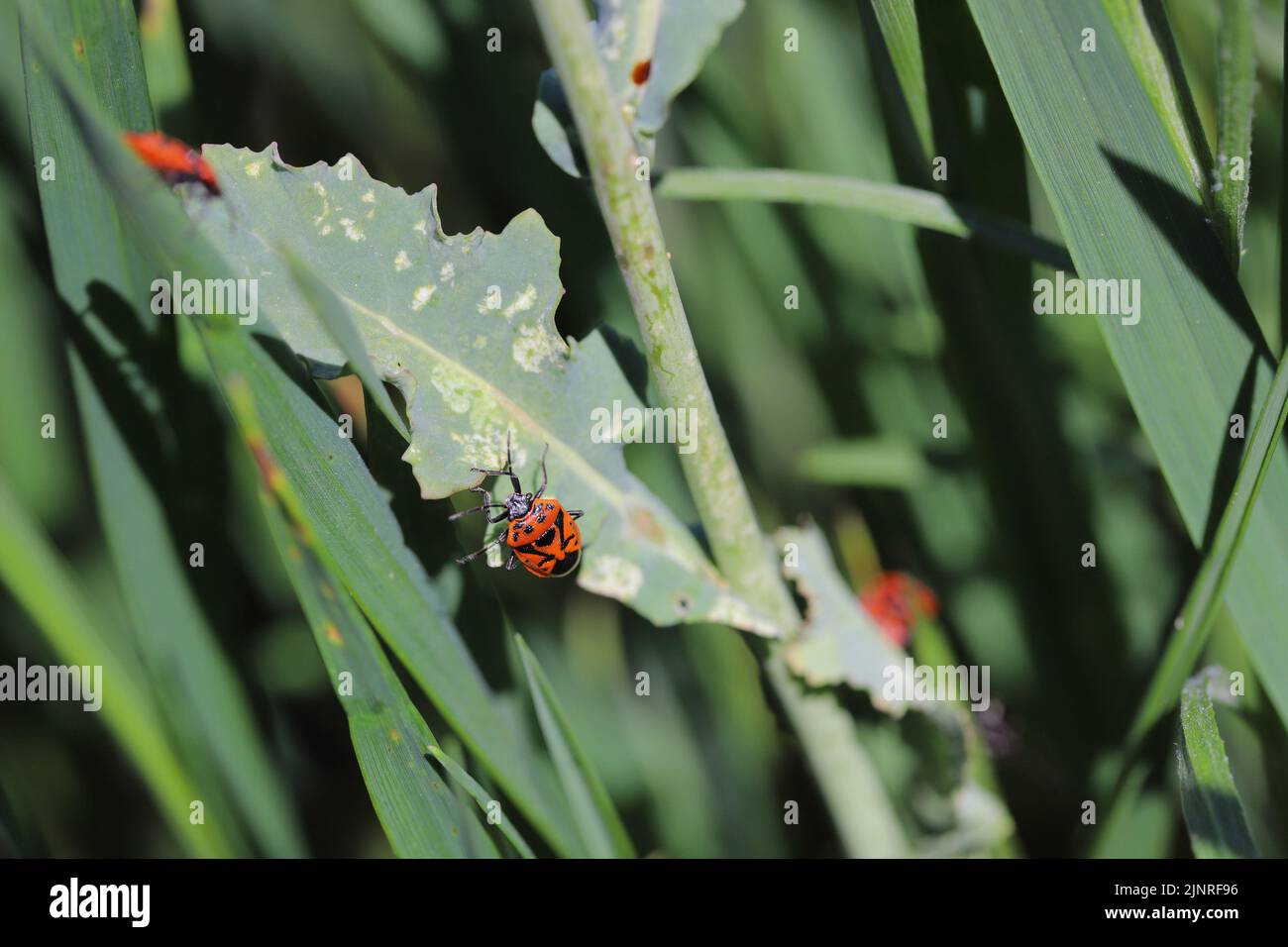 Red bugs on the rapeseed plant. Visible feeding damage, white spots on ...