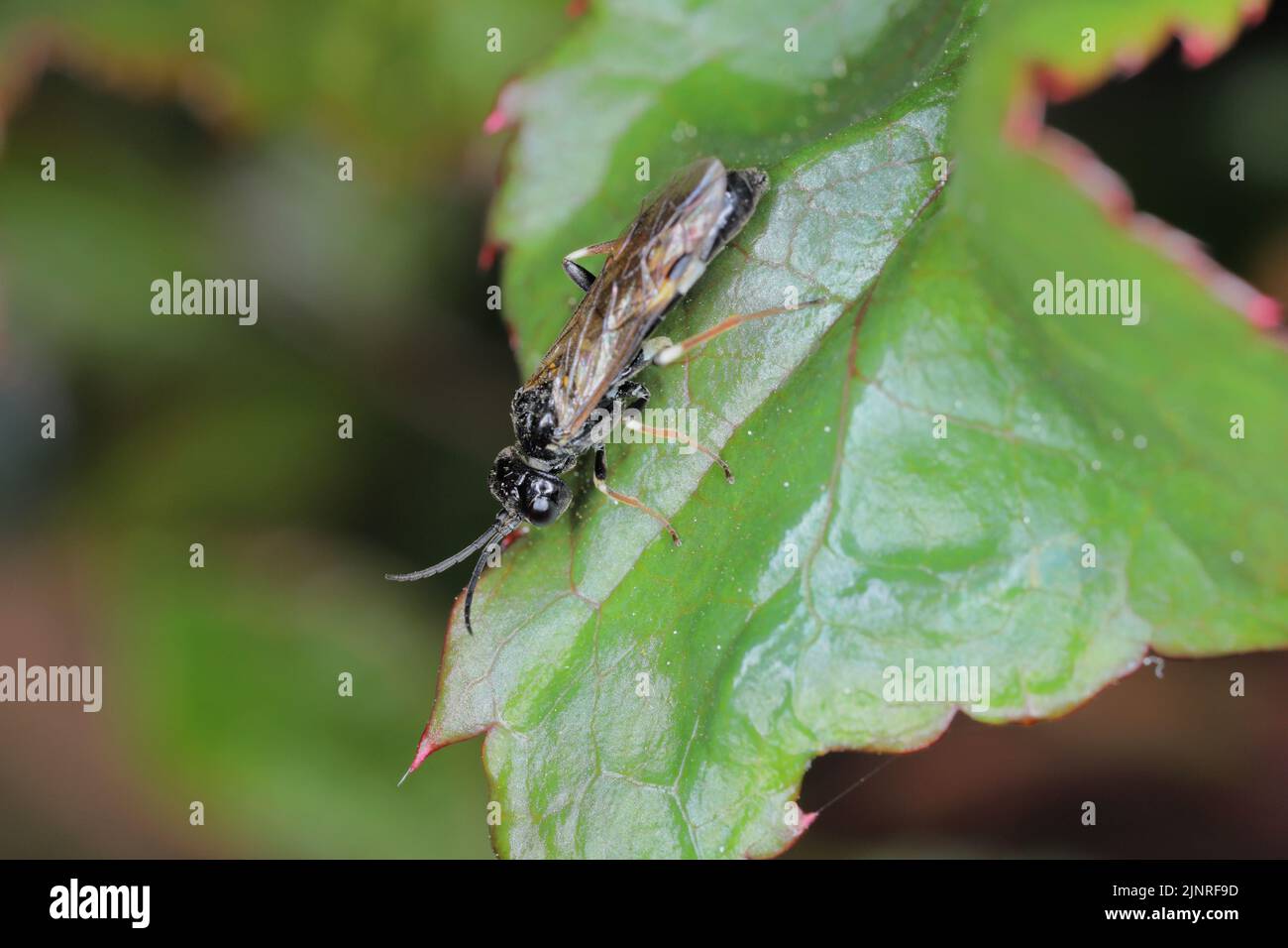 Curled rose sawfly hi-res stock photography and images - Alamy