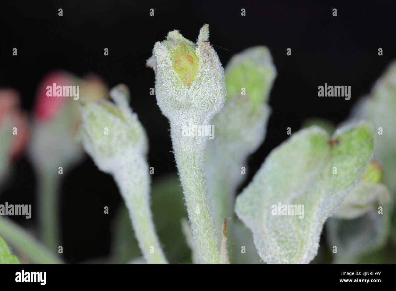 Powdery mildew Podosphaera leucotricha primary infection on apple ...
