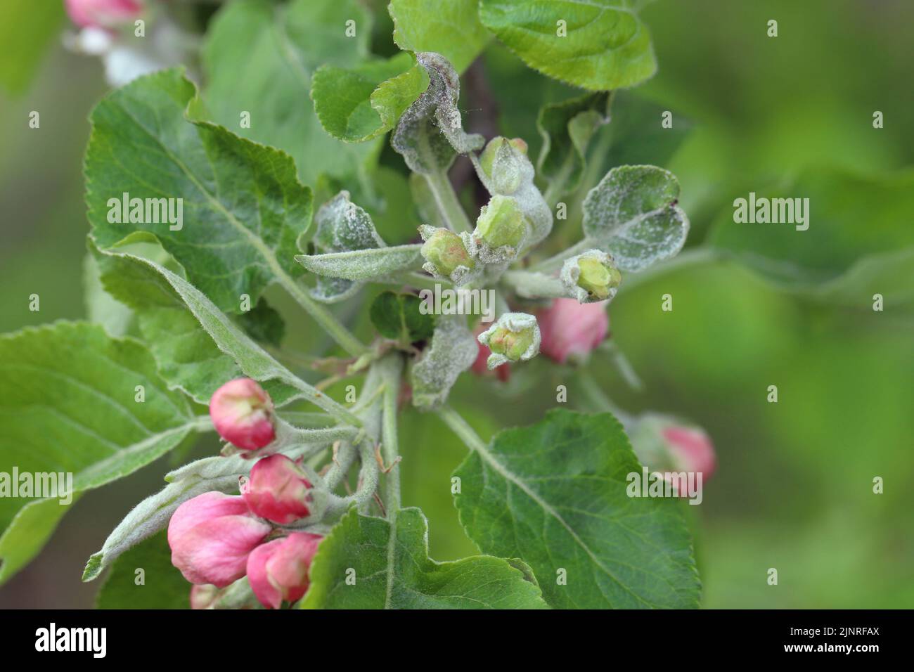 Powdery mildew Podosphaera leucotricha primary infection on apple ...