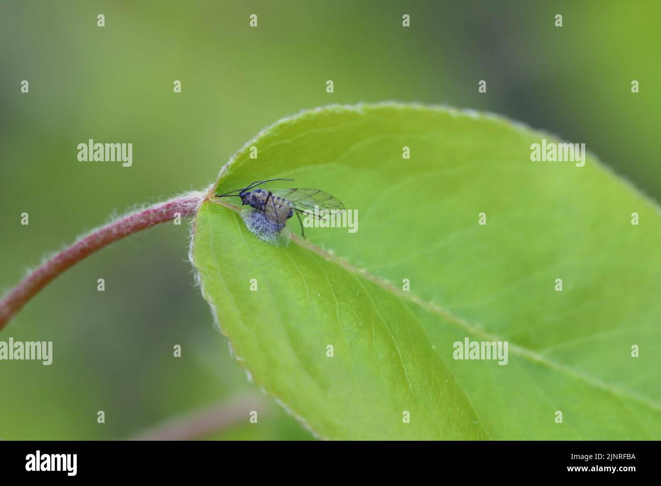 Aphid killed by parasitoid wasp on pear leaf Stock Photo - Alamy