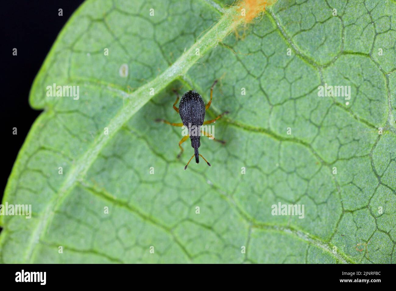 A tiny beetle of the family Apionidae, Curculionidae on a leaf Stock ...