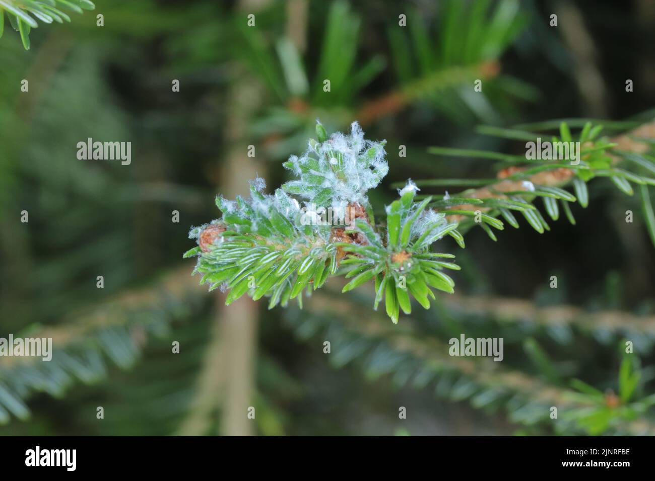 Aphids on fir twig, waxy secretions, pest of conifers Stock Photo - Alamy