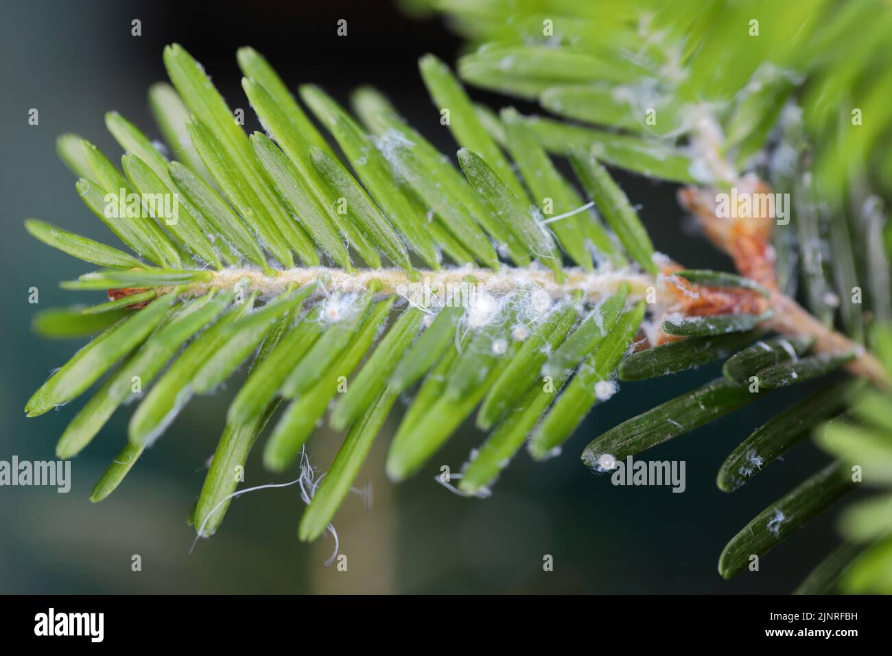 Aphids on fir twig, waxy secretions, pest of conifers Stock Photo - Alamy