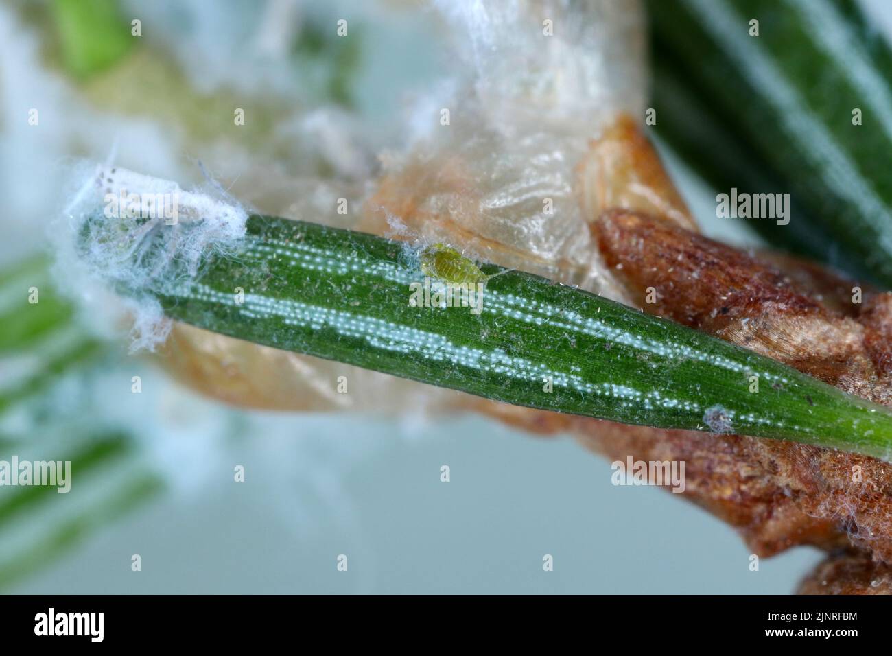 Aphids on fir twig, waxy secretions, pest of conifers Stock Photo - Alamy