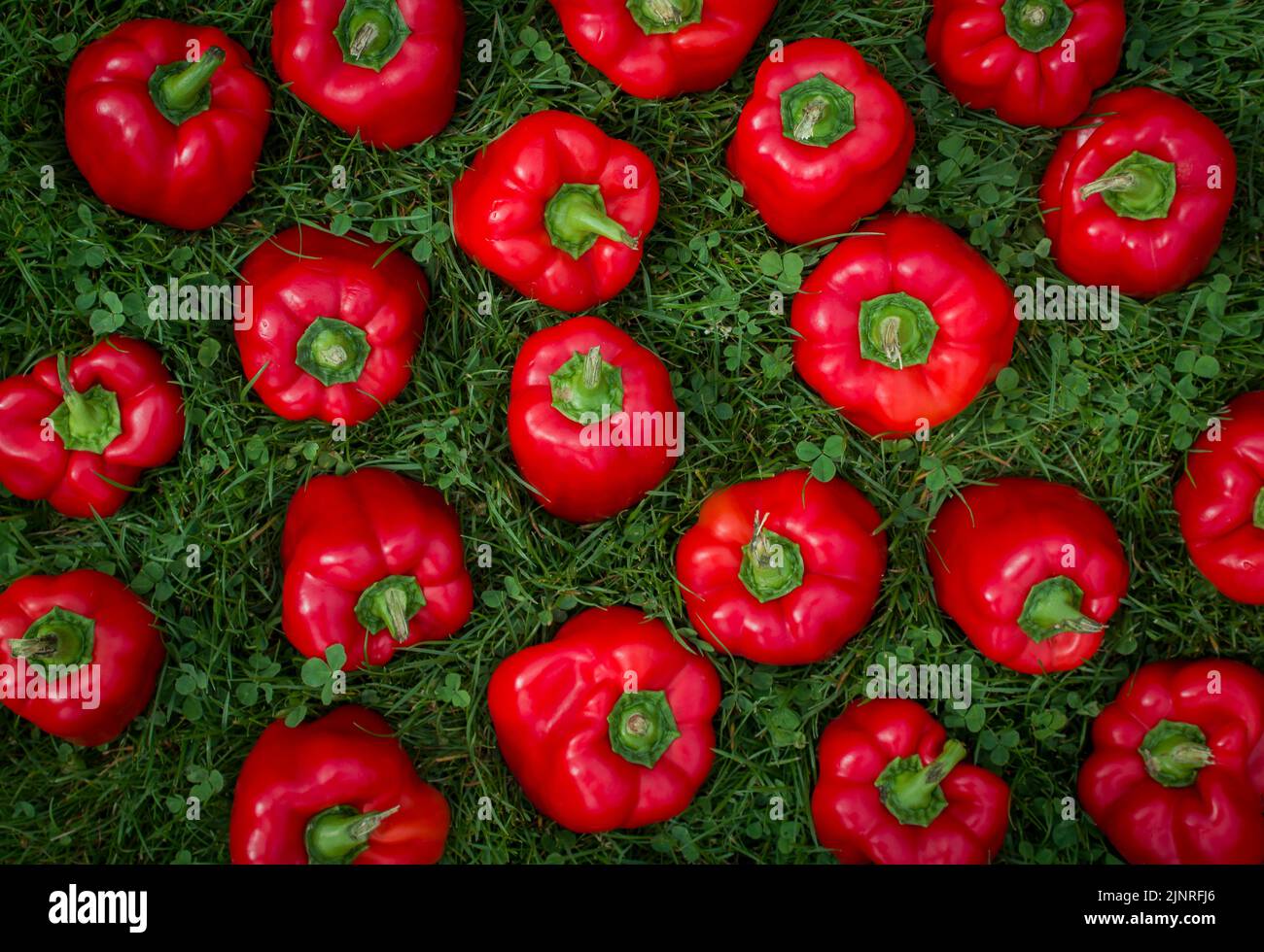 Bell peppers top view red pepper hi-res stock photography and images ...