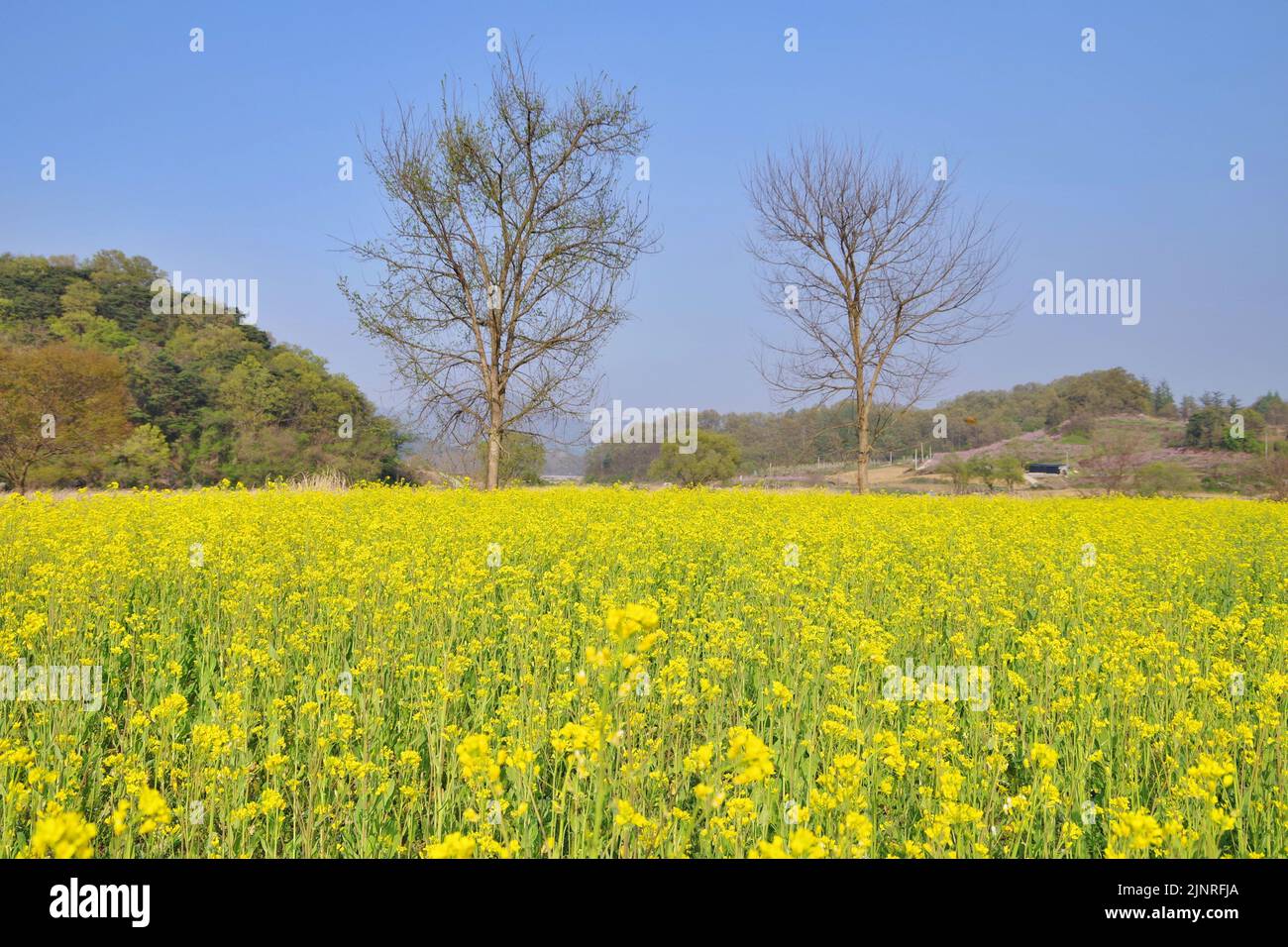 Rapeseed cultivation hi-res stock photography and images - Alamy