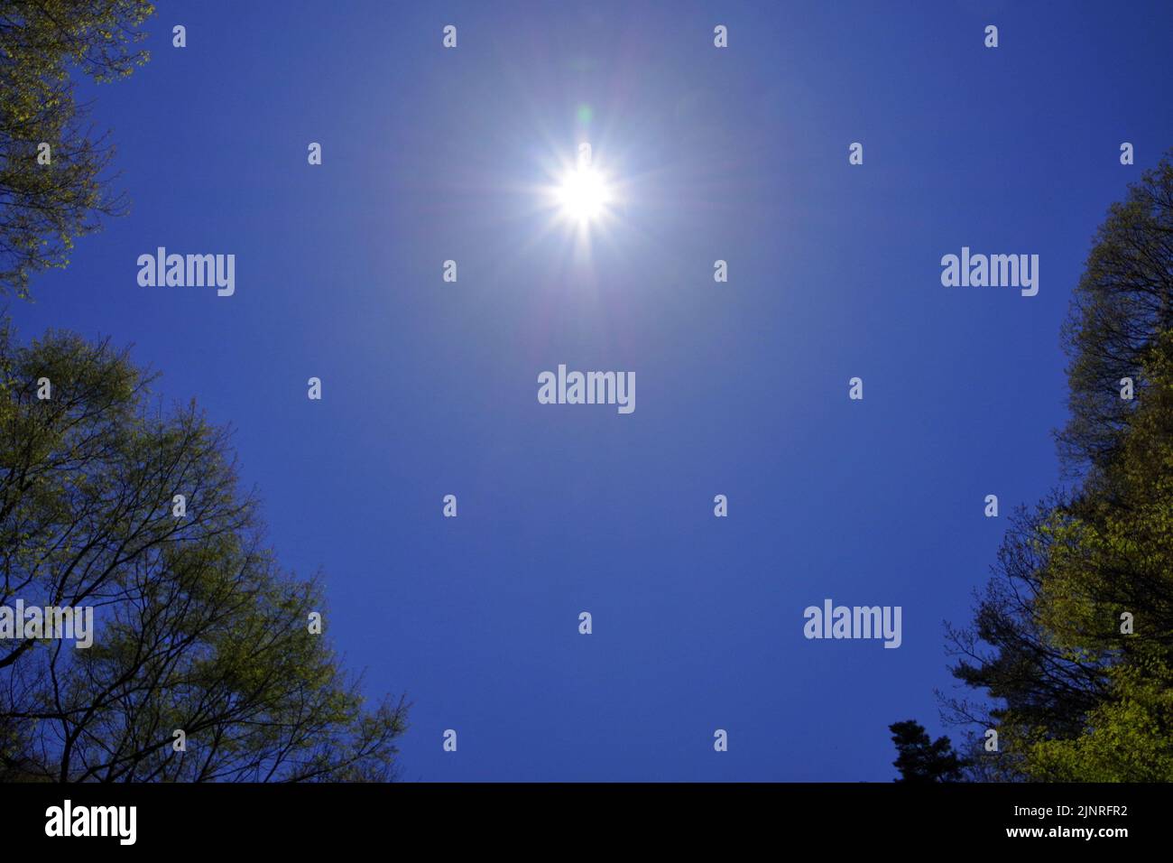 Sunny weather tree hi-res stock photography and images - Alamy