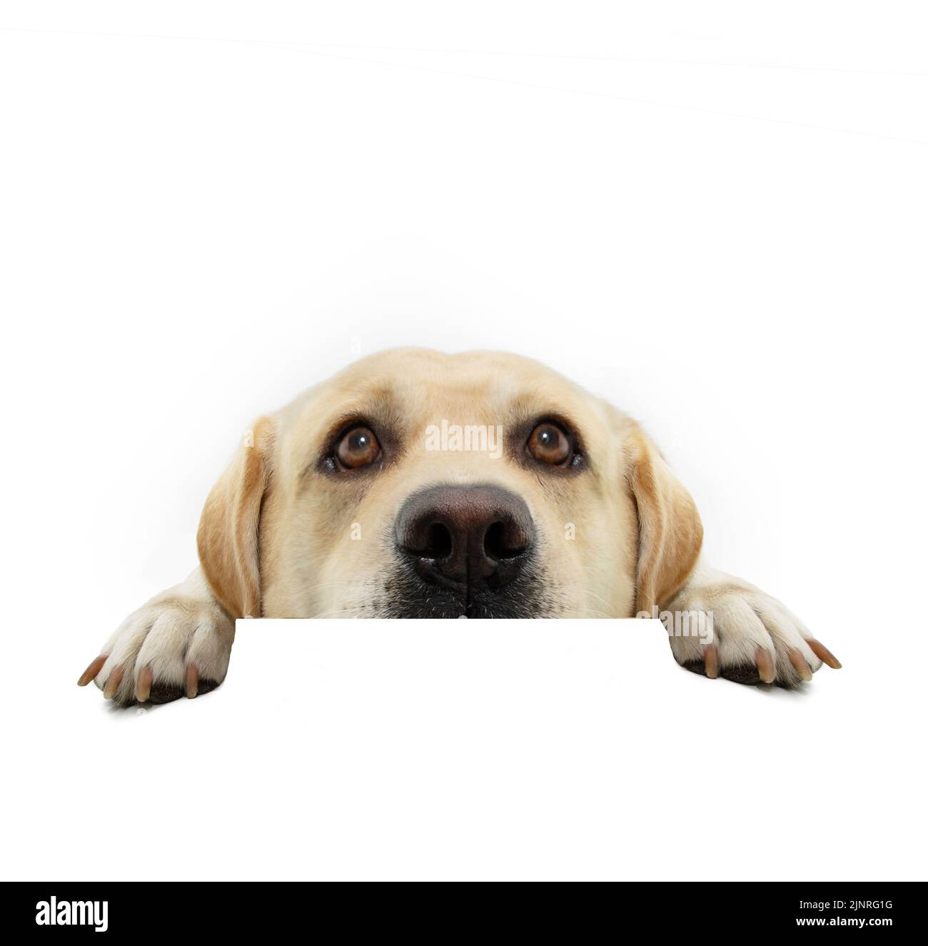 Close-up labrador retriever dog hanging paws over a blank looking ...