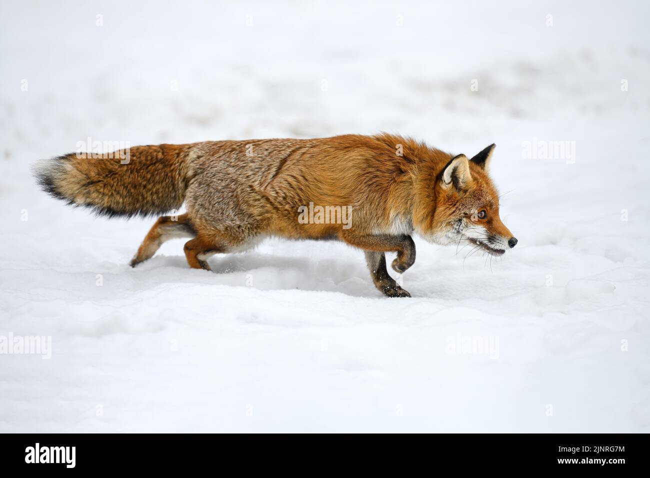 Foxes forest hi-res stock photography and images - Alamy