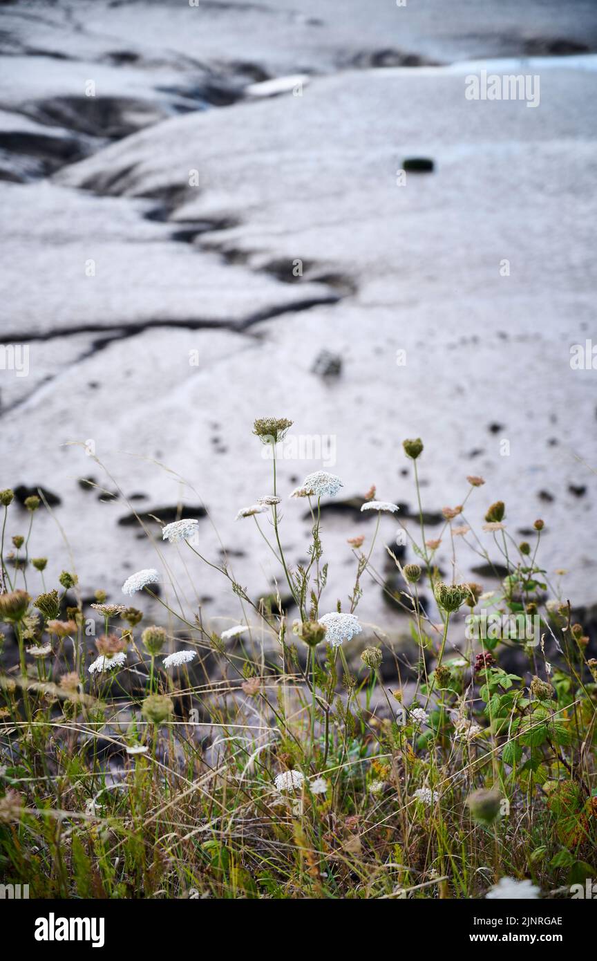 Banks of wild flowers hi-res stock photography and images - Alamy