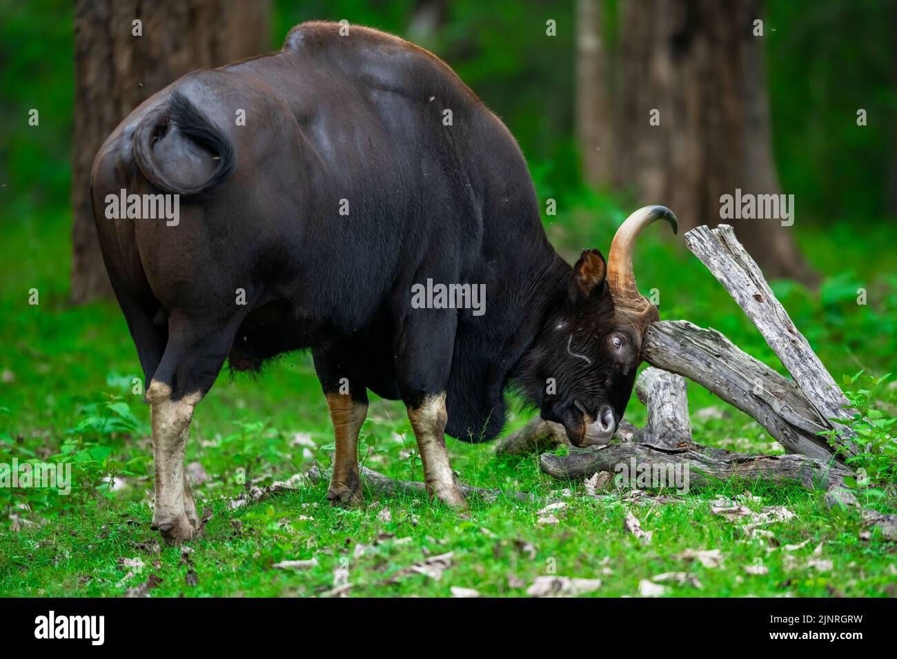 Indian bison in asia hi-res stock photography and images - Alamy
