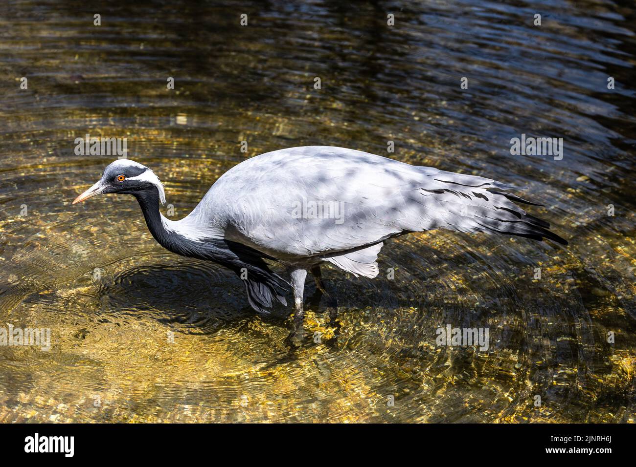 Demoiselle Crane, Anthropoides virgo are living in the bright green ...