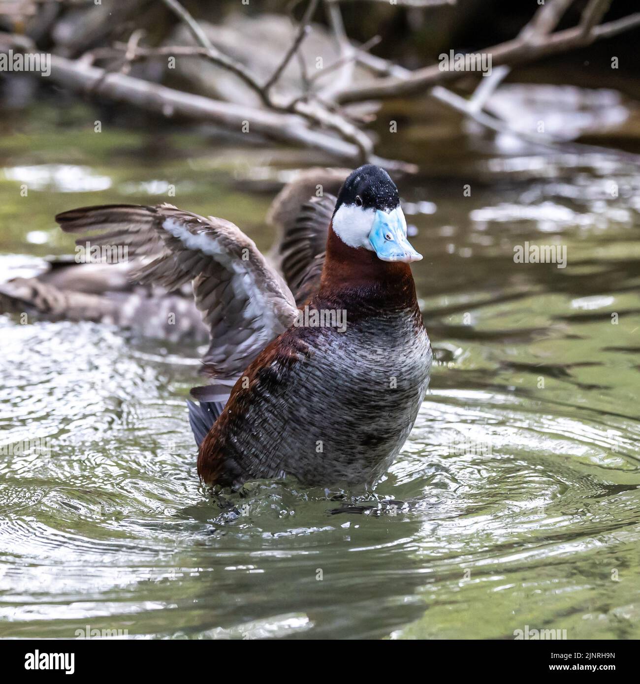 The Ruddy Duck, Oxyura jamaicensis, is a duck from North America and ...