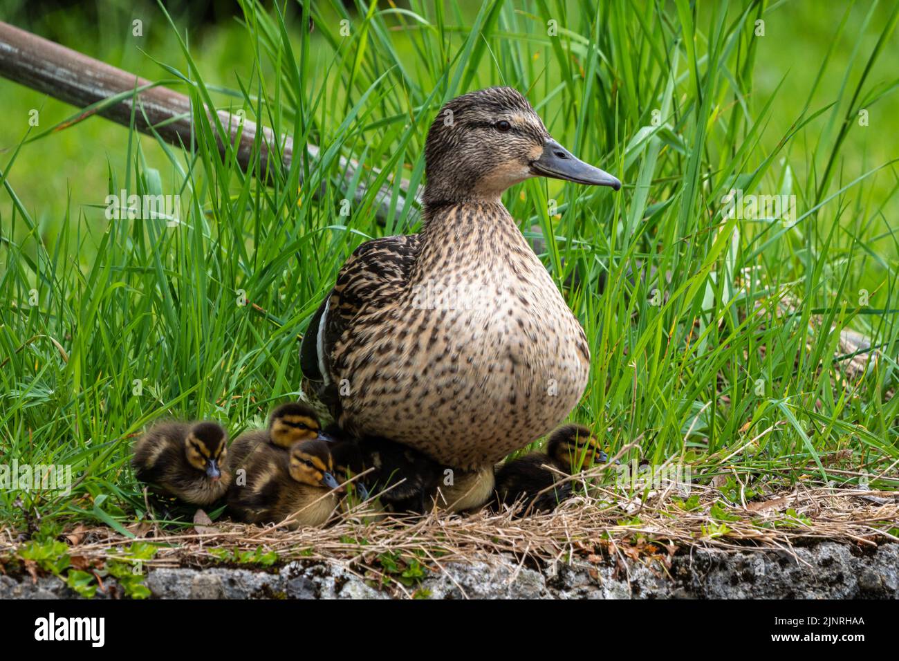 Wild duck or mallard, Anas platyrhynchos family with young goslings at ...