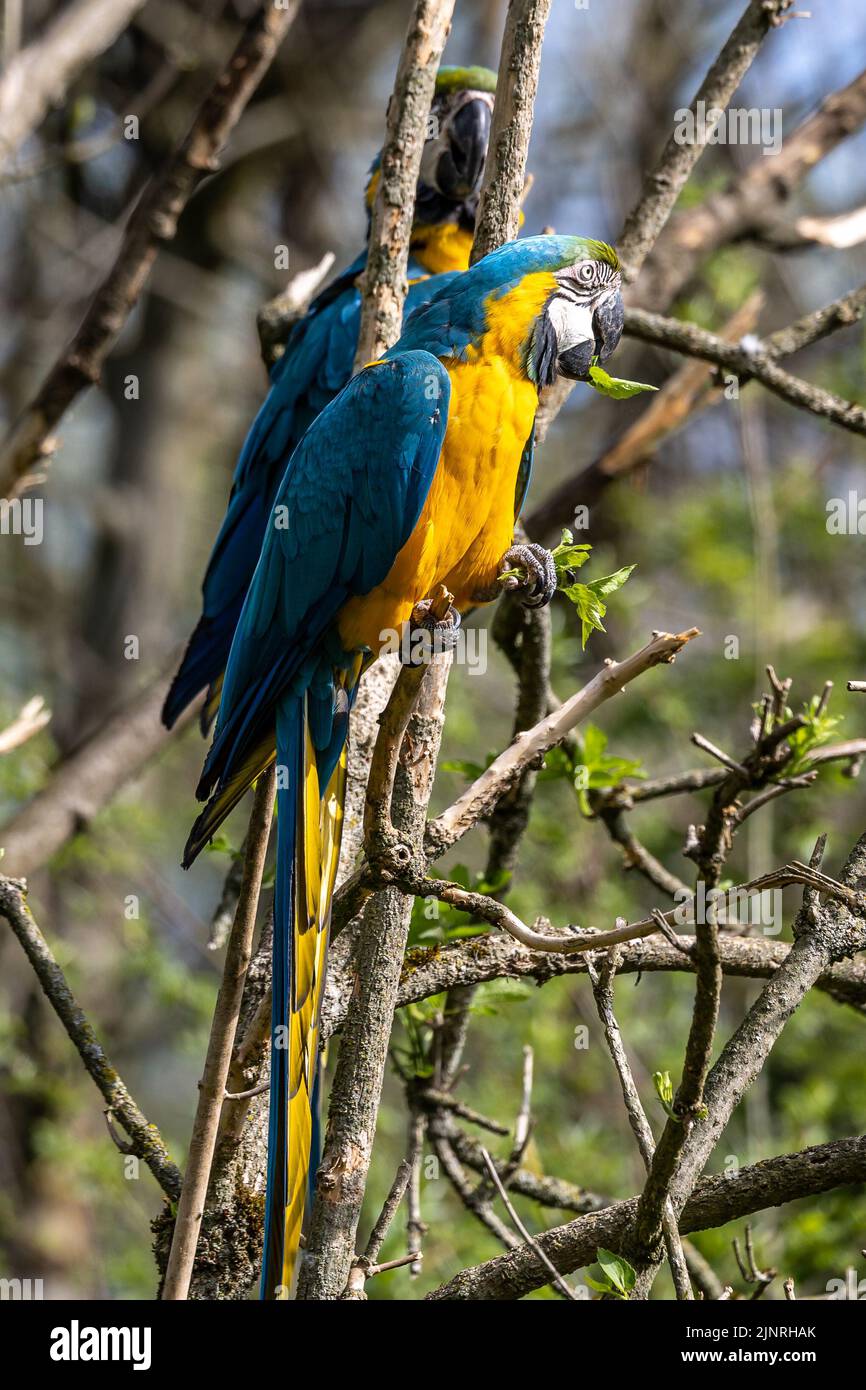 The Blue-and-yellow Macaw, Ara ararauna also known as the blue-and-gold macaw, is a large South ...