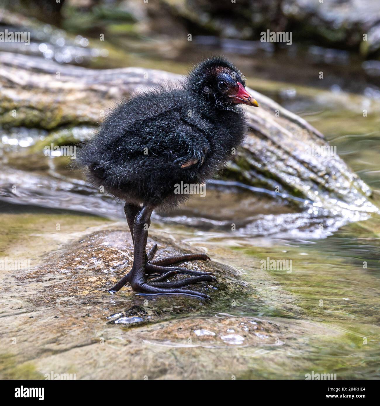 Little Common moorhen baby, Gallinula chloropus also known as the ...