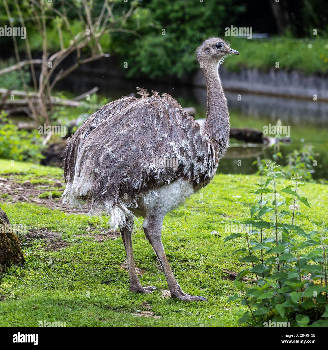 Darwin's rhea, Rhea pennata also known as the lesser rhea. It is a ...