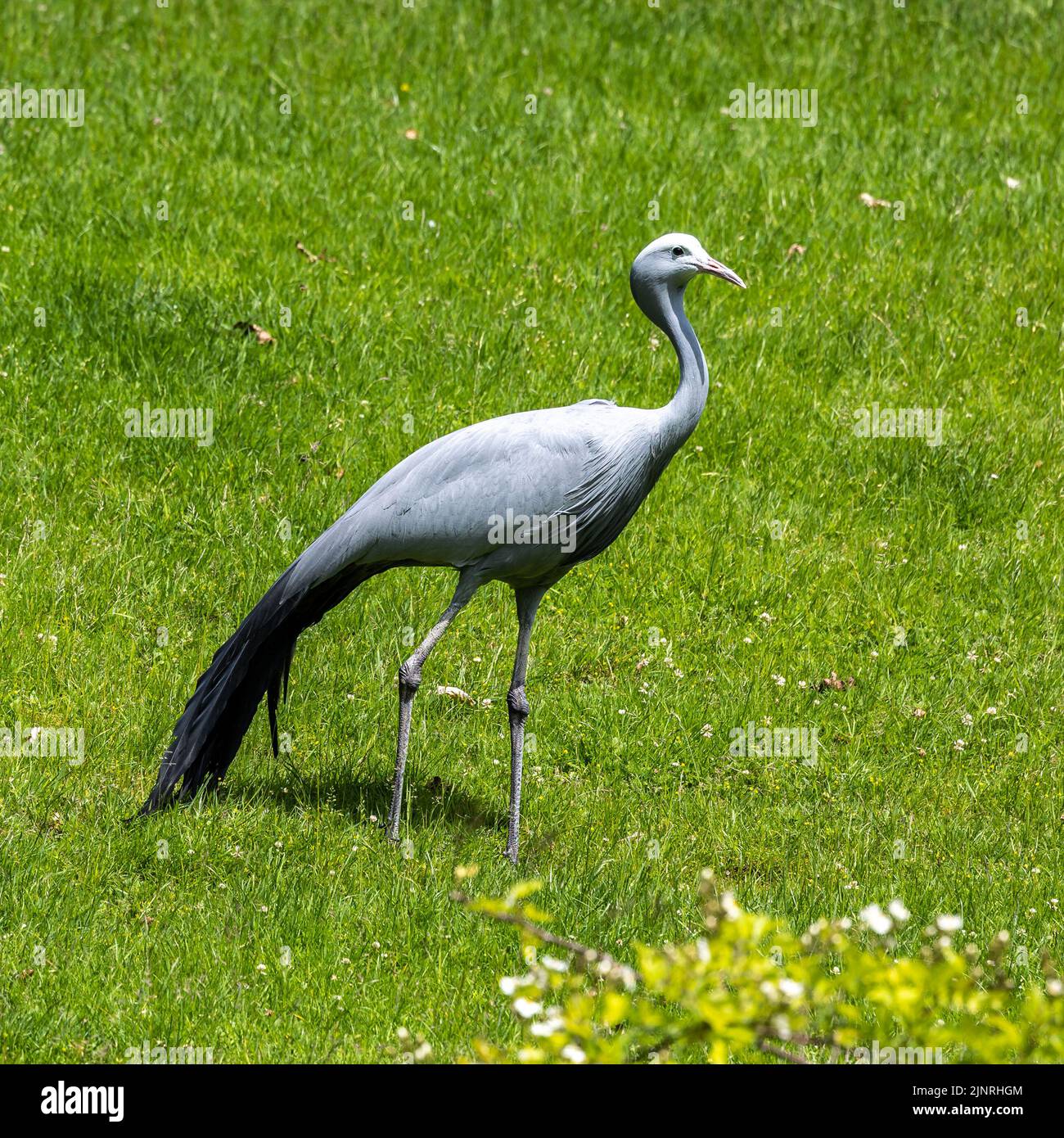 The Blue Crane, Grus paradisea, is an endangered bird specie endemic to ...