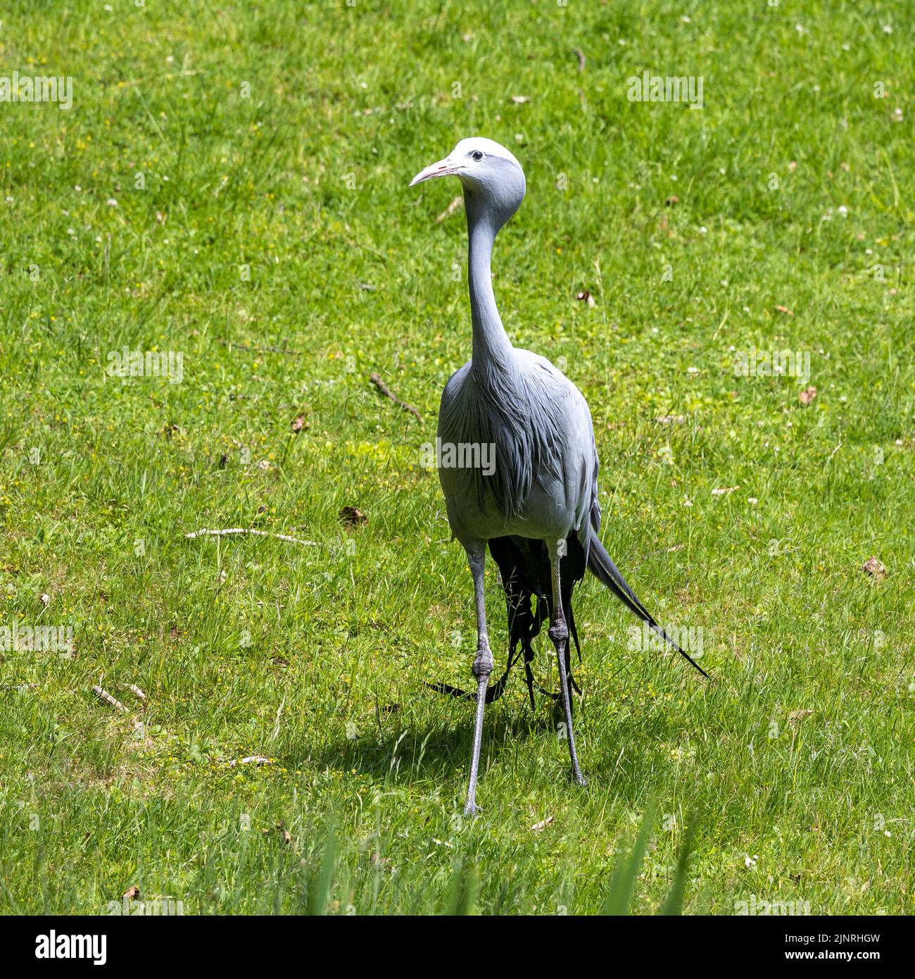 The Blue Crane, Grus paradisea, is an endangered bird specie endemic to ...