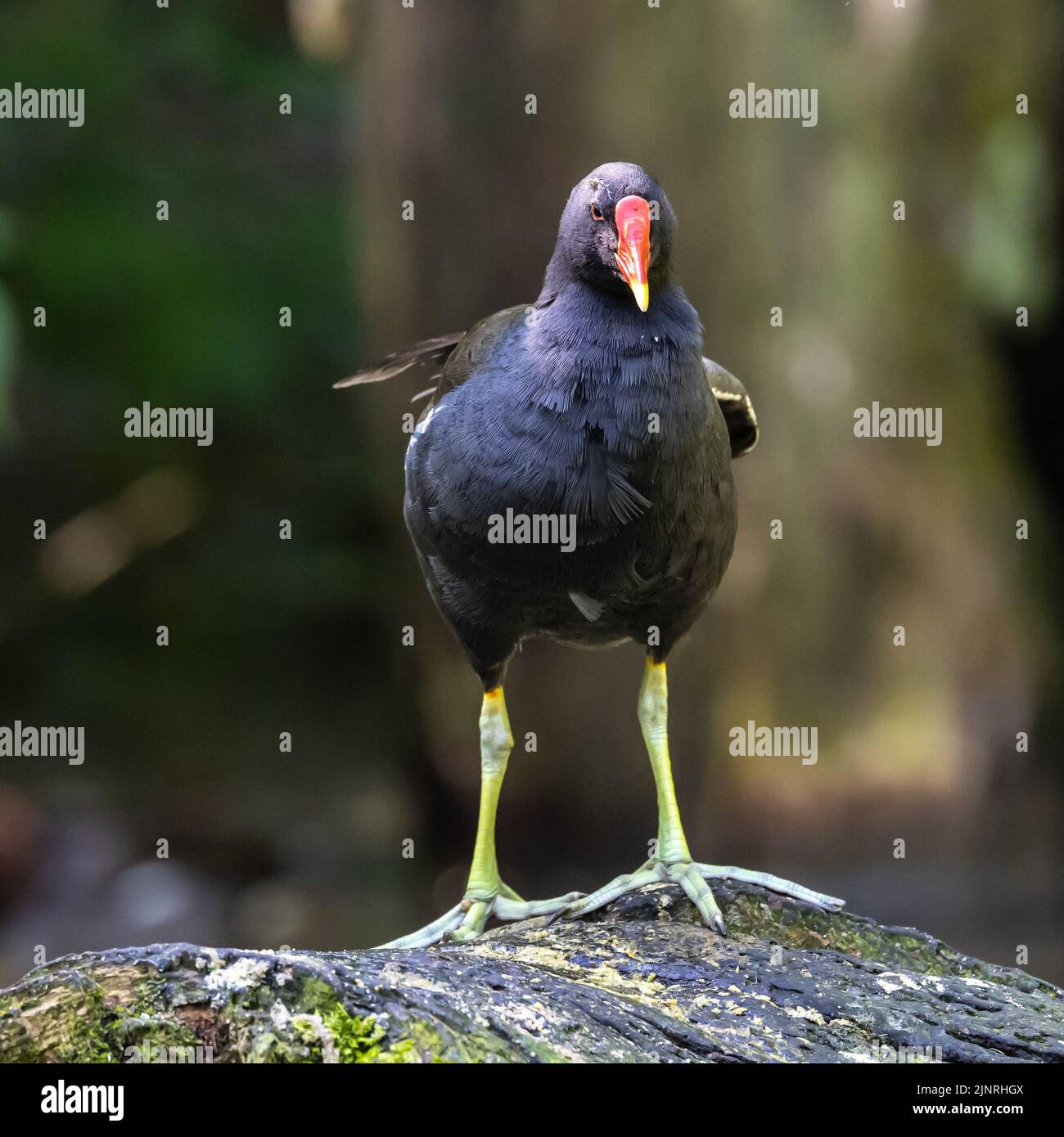 The common moorhen Gallinula chloropus also known as the waterhen, the ...