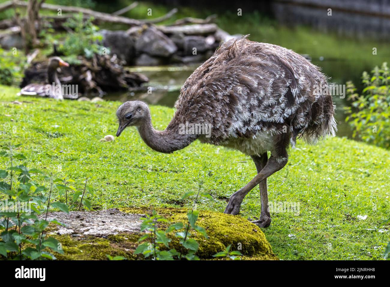Darwin's rhea, Rhea pennata also known as the lesser rhea. It is a ...