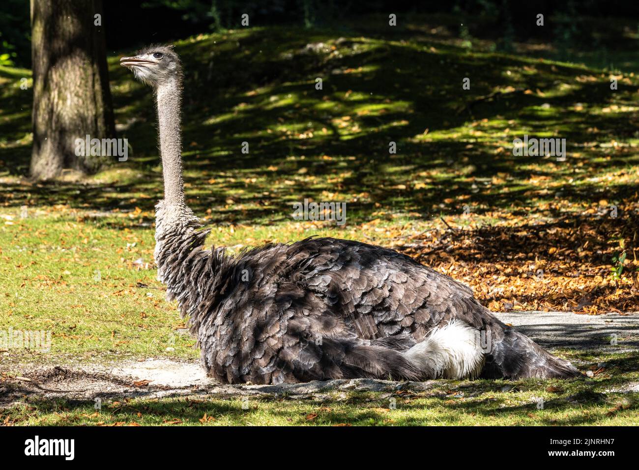 The common ostrich, Struthio camelus, or simply ostrich, is a species ...
