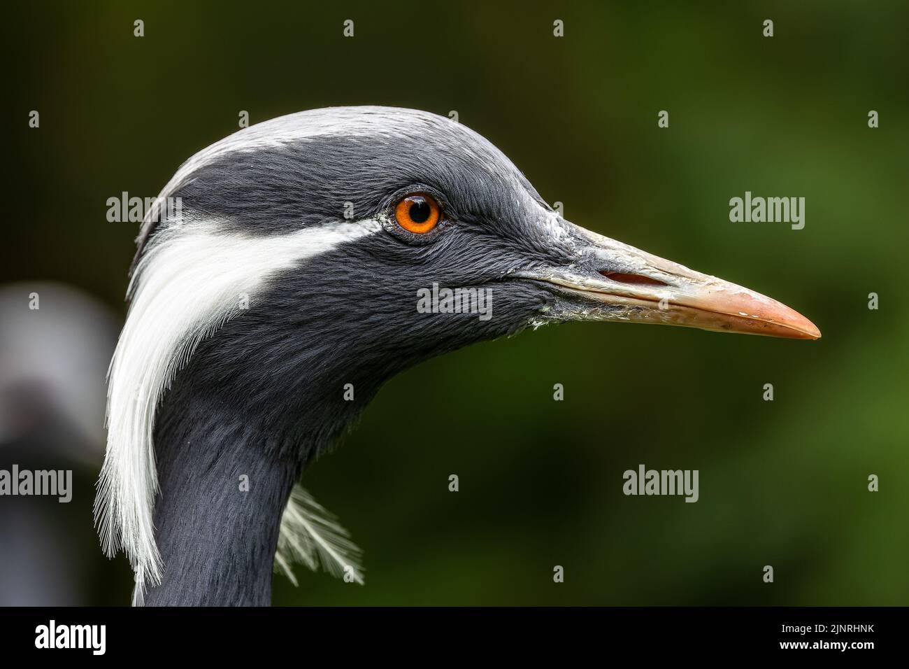 Demoiselle Crane, Anthropoides virgo are living in the bright green ...