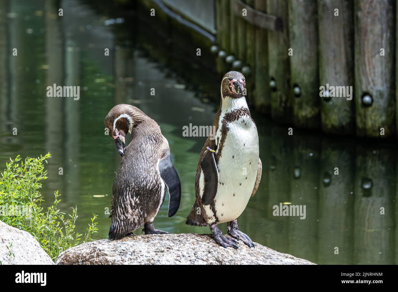 The Humboldt Penguin, Spheniscus humboldti also termed Peruvian penguin ...