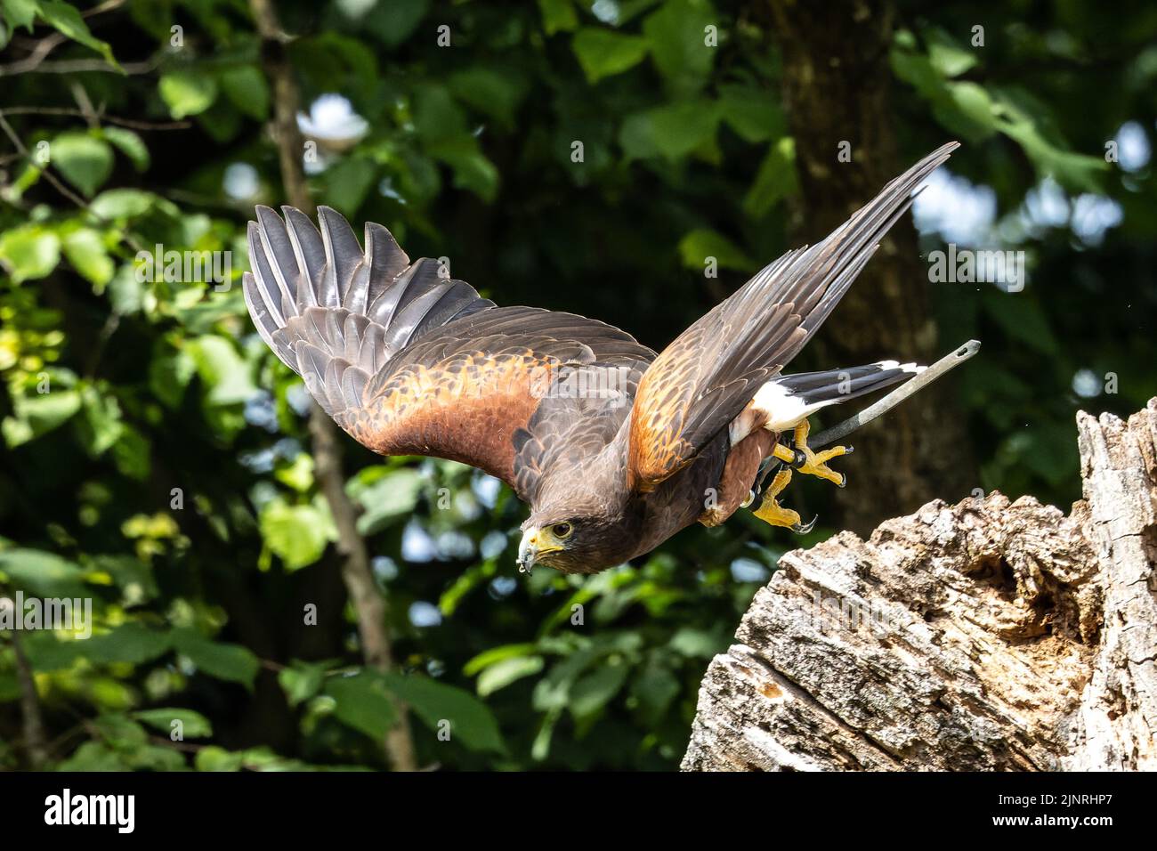 The Harris's hawk, Parabuteo unicinctus formerly known as the bay ...