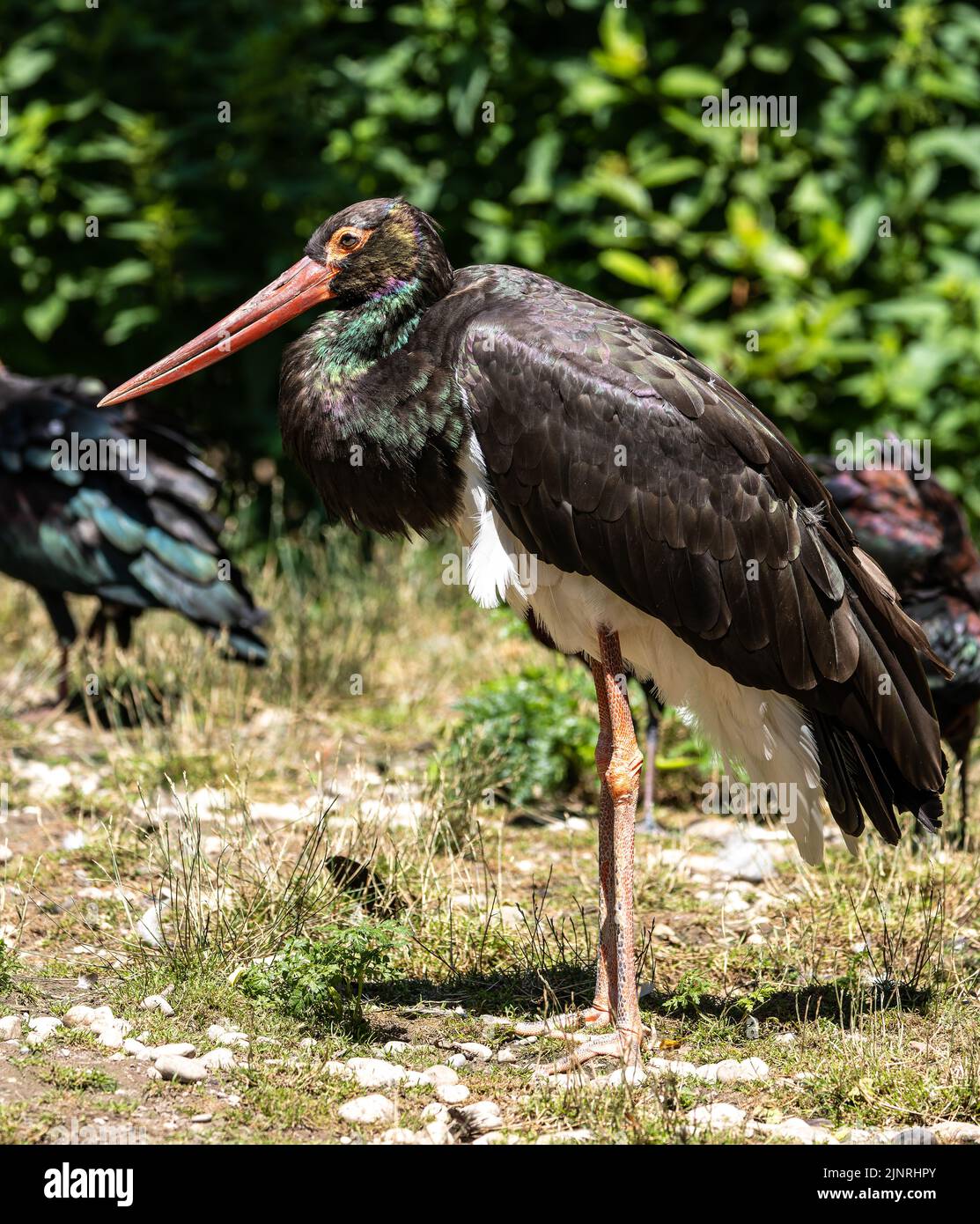 The Black stork, Ciconia nigra is a large bird in the stork family ...