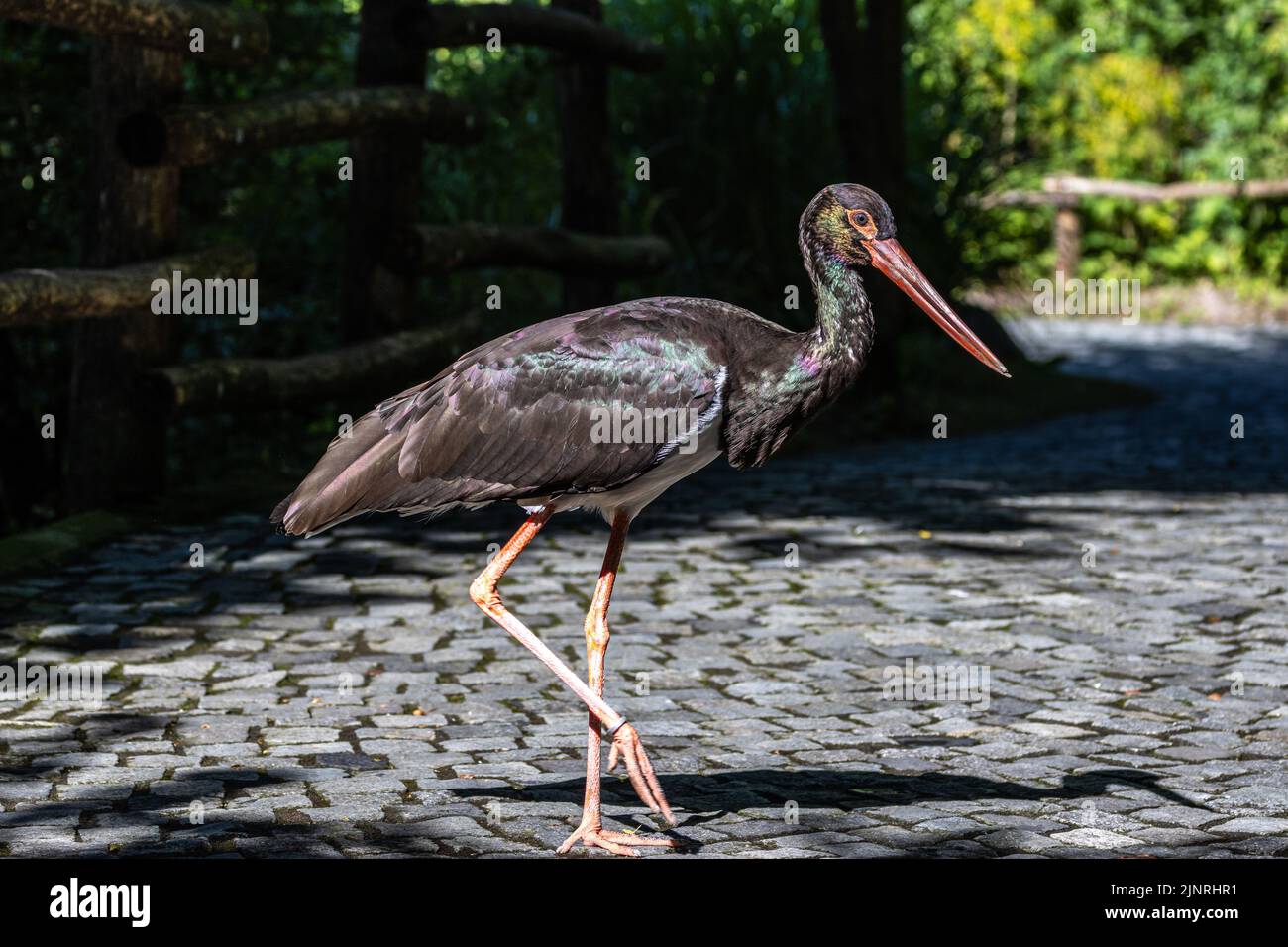 The Black stork, Ciconia nigra is a large bird in the stork family ...