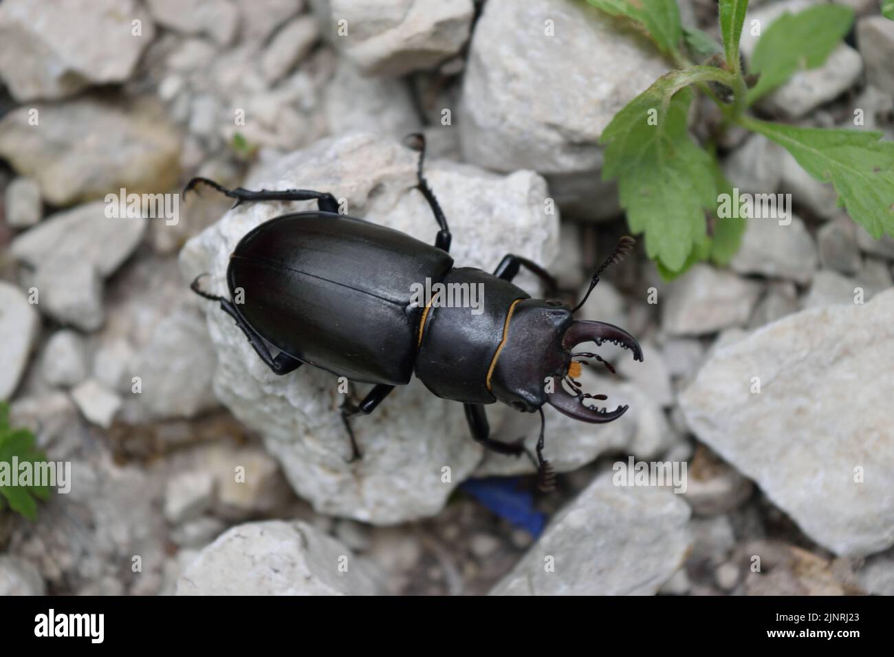 Wildlife upclose hi-res stock photography and images - Alamy
