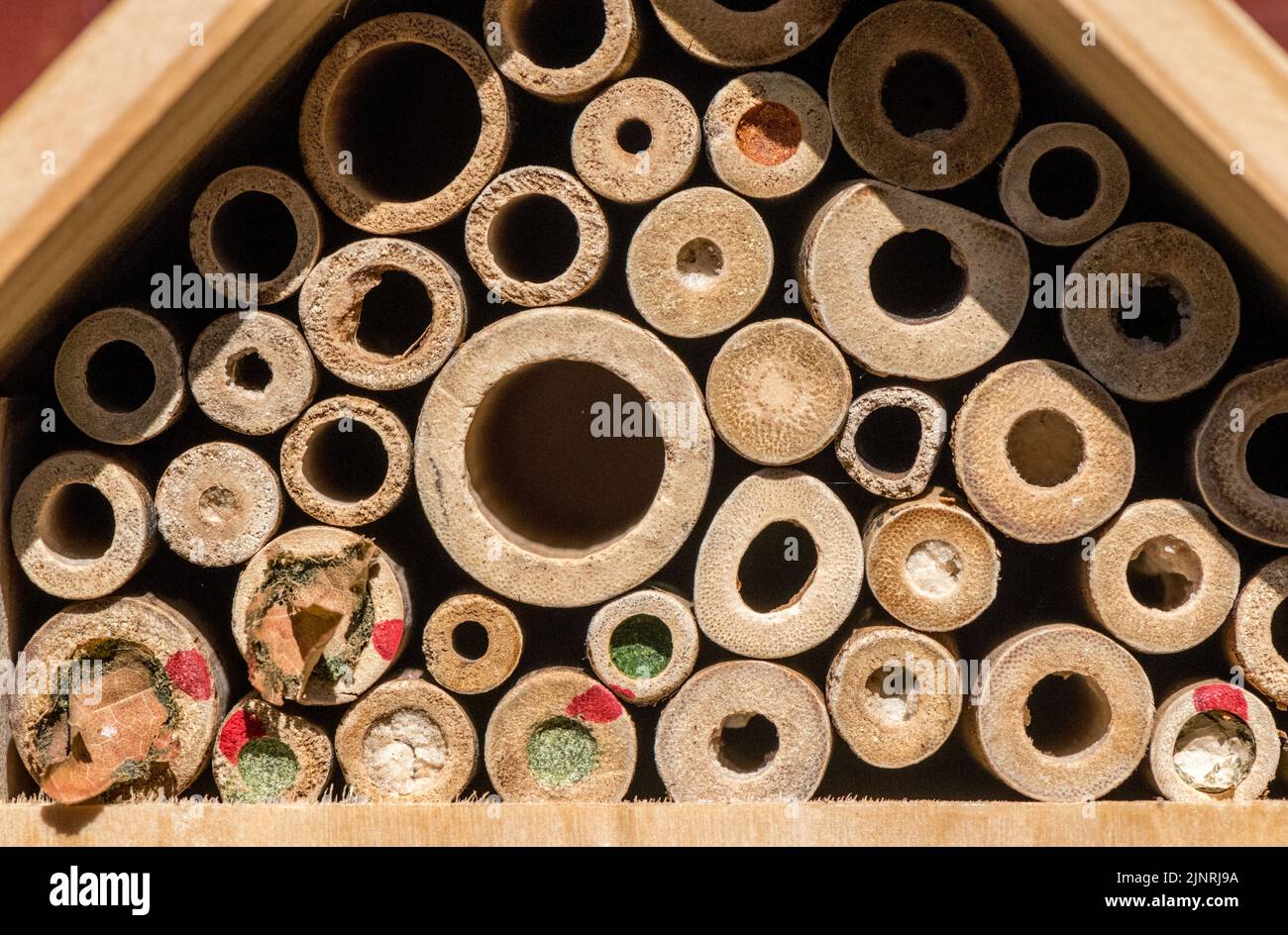 Patchwork Leaf-Cutter Bee, Megachile Centuncularis, sealing the ...