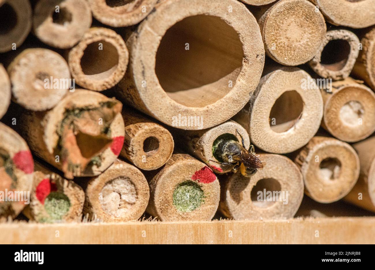 Patchwork Leaf-Cutter Bee, Megachile Centuncularis, sealing the ...