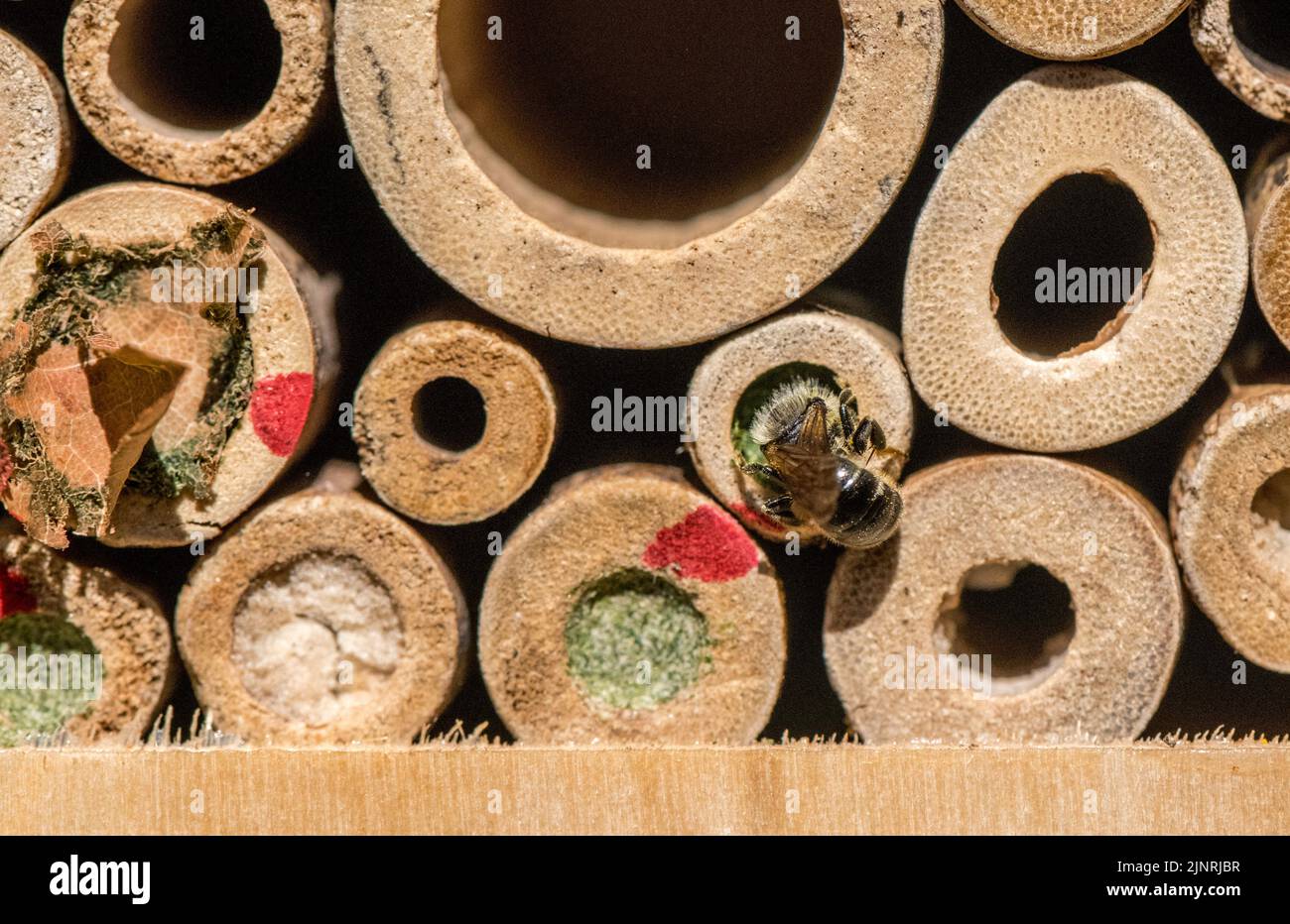 Patchwork Leaf-Cutter Bee, Megachile Centuncularis, sealing the ...