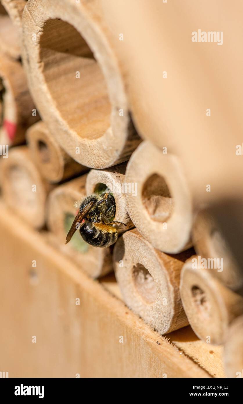 Patchwork Leaf-Cutter Bee, Megachile Centuncularis, sealing the ...