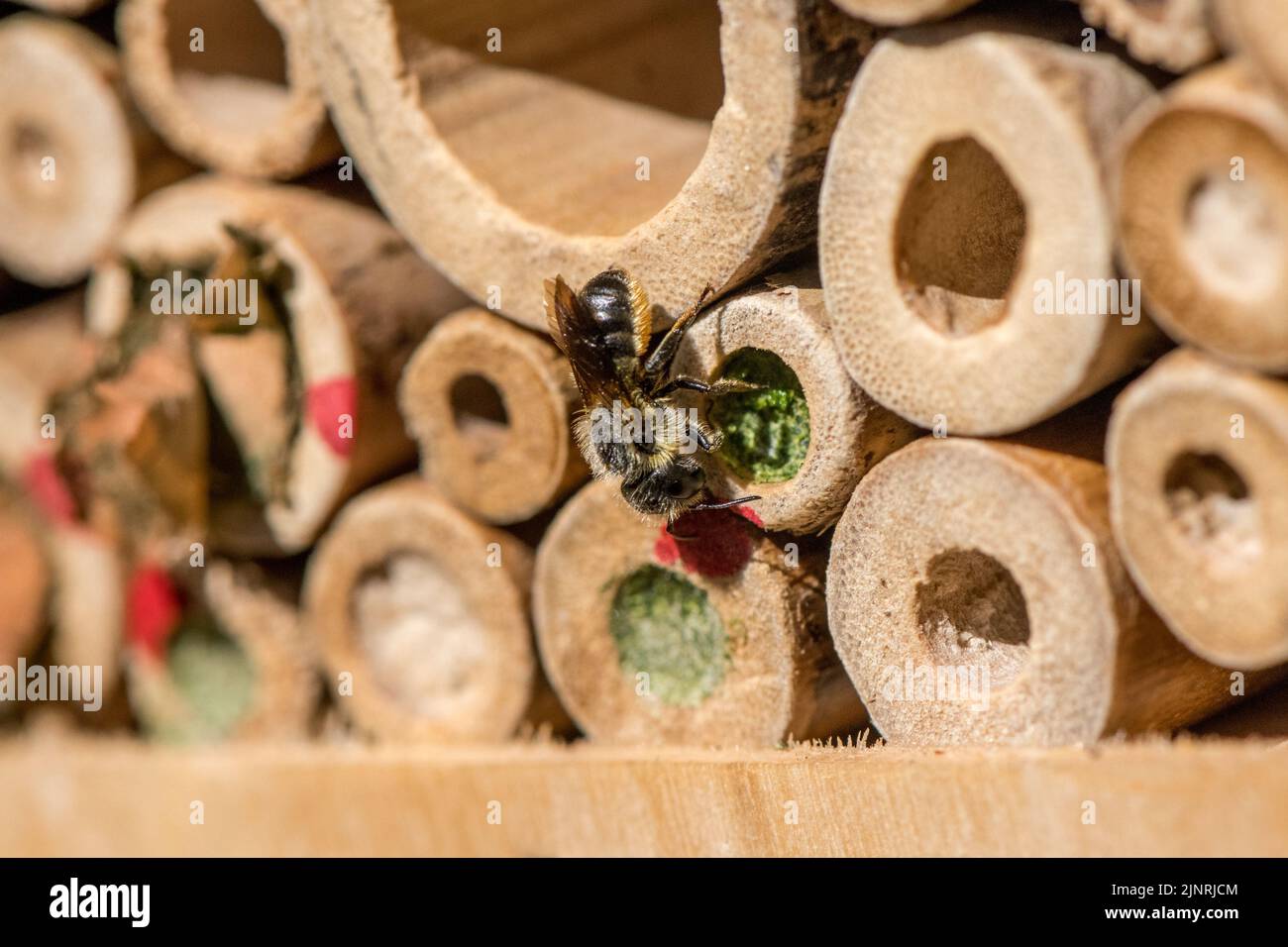 Patchwork Leaf-Cutter Bee, Megachile Centuncularis, sealing the ...