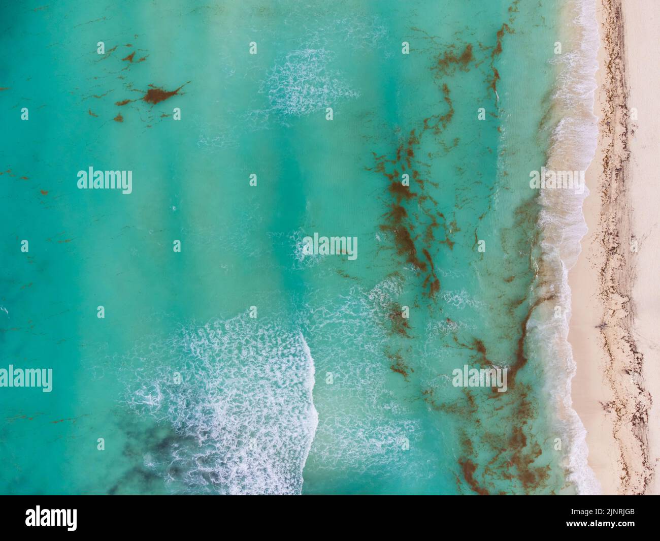 Top view of a turquoise water surface polluted with seaweed. Ecosystem ...