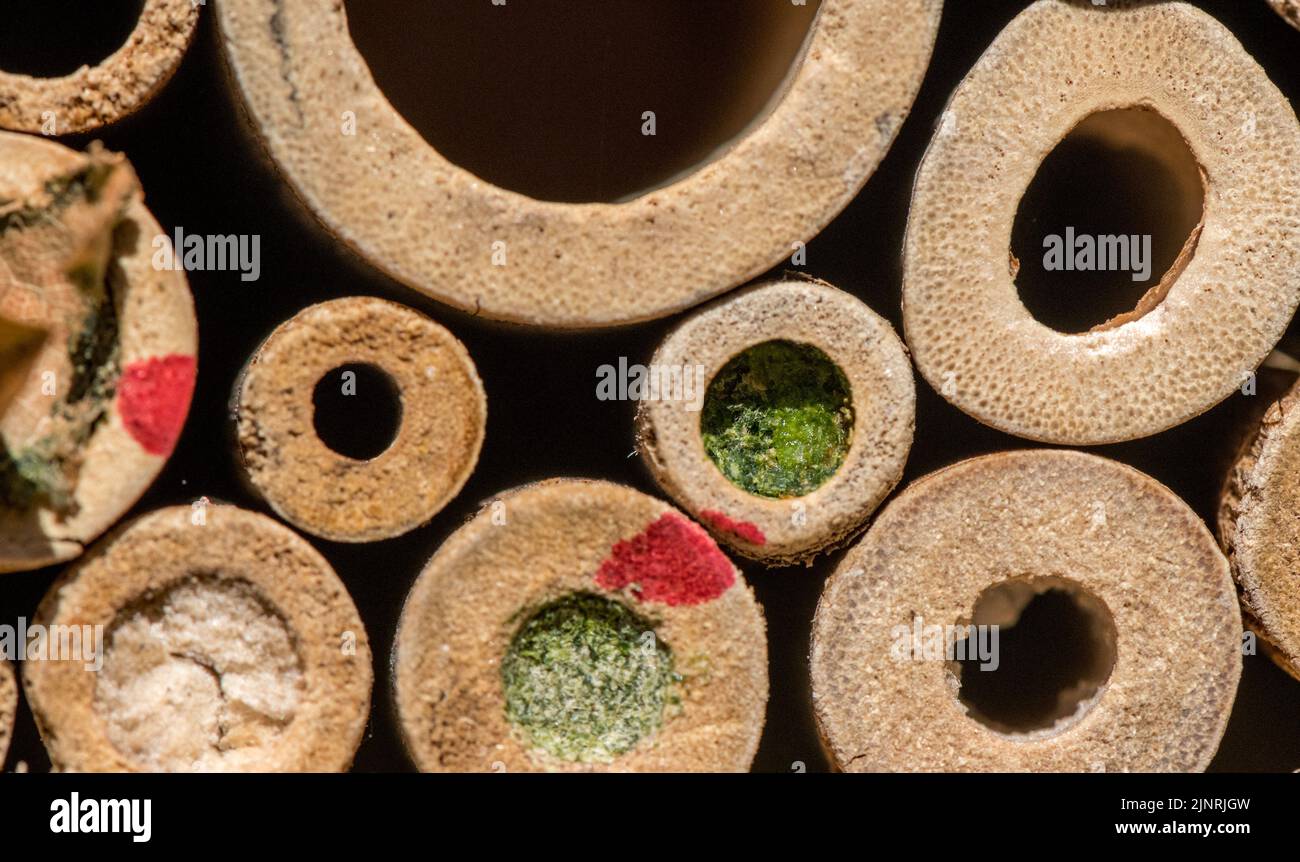 Patchwork Leaf Cutter Bee Megachile Centuncularis Sealing The Entrance To Her Egg Cells With