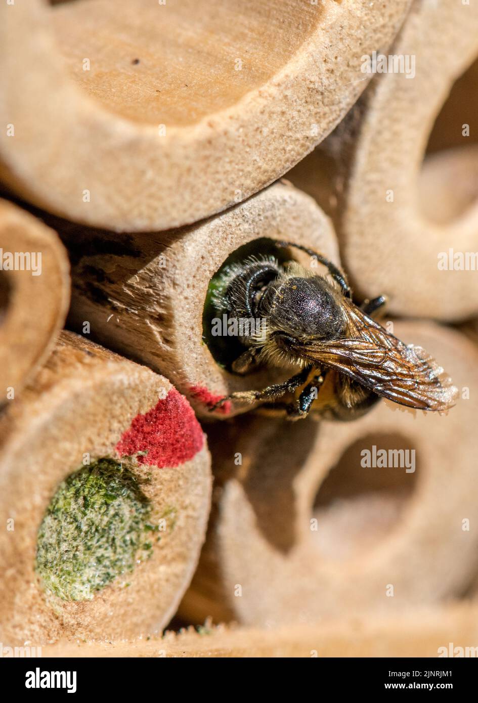 Patchwork Leaf-Cutter Bee, Megachile Centuncularis, sealing the ...