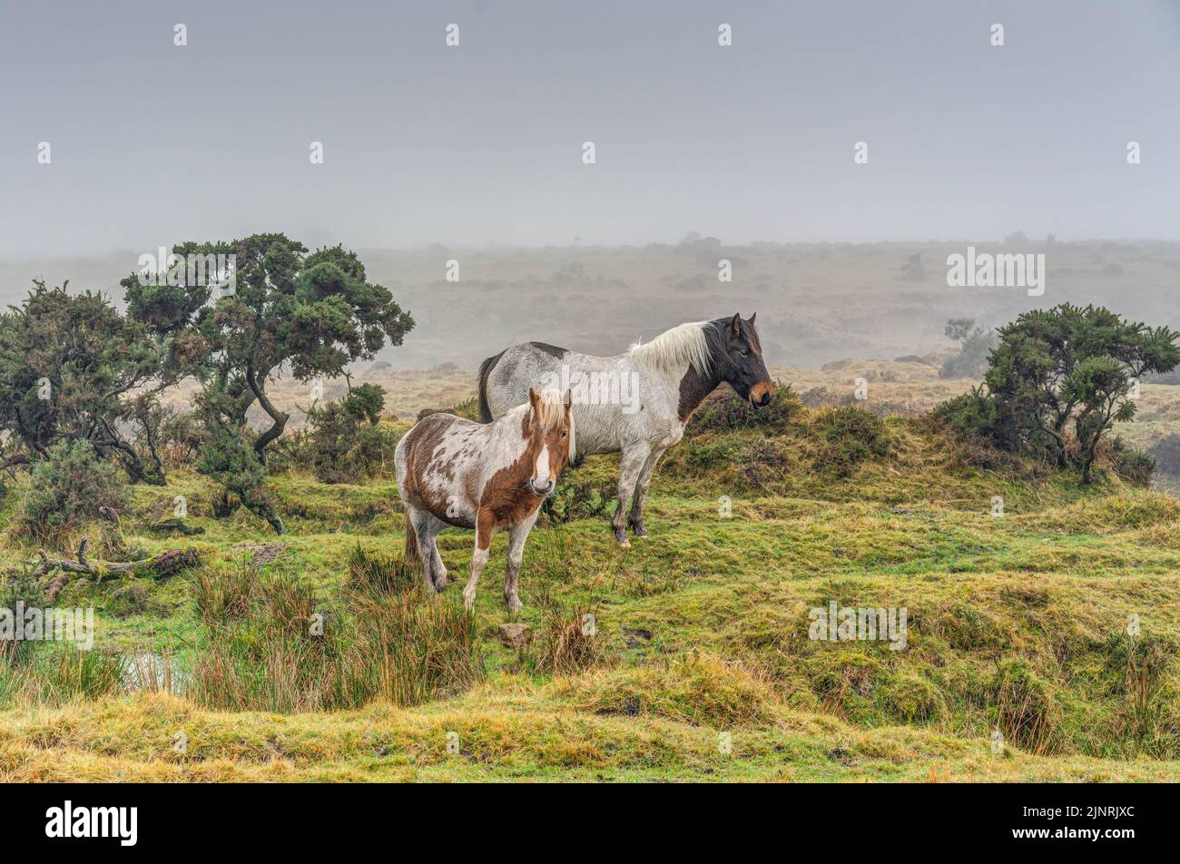 Two Cornish Bodmin Moor Ponies, the larger white and dark brown Pony ...