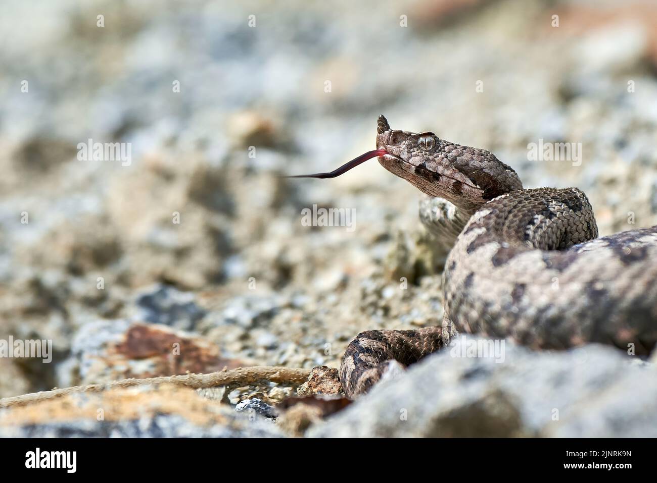 Nose-Horned Viper with forked tongue outside (Vipera ammodytes Stock ...