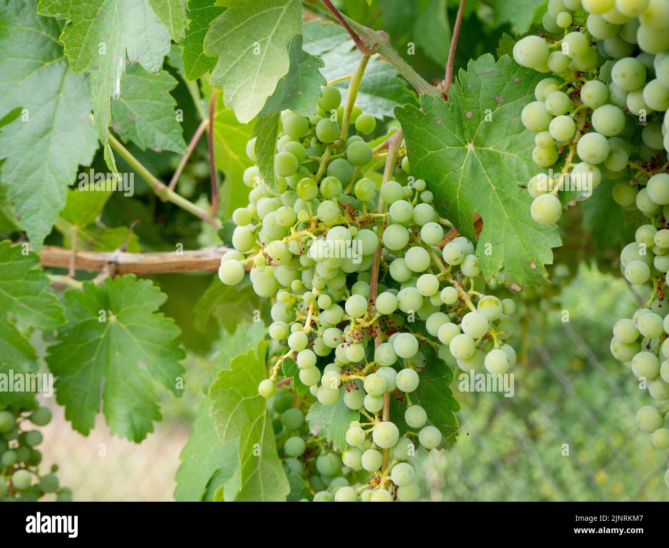 wine grapes in a vineyard in Spain. Healthy eating concept Stock Photo ...